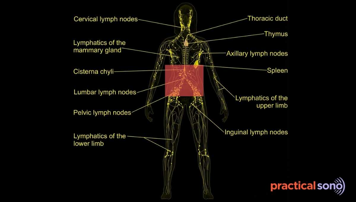 Mesenteric Lymphadenitis Ultrasound [Findings, Diagnostic Criteria ...
